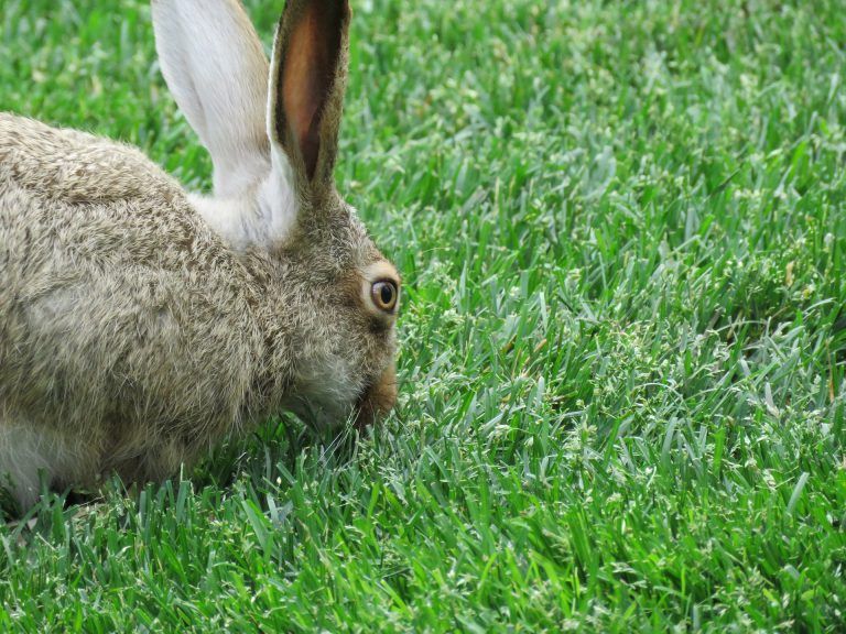 The 6 Best Natural Rabbit Repellent Products: Use A Natural Rabbit ...