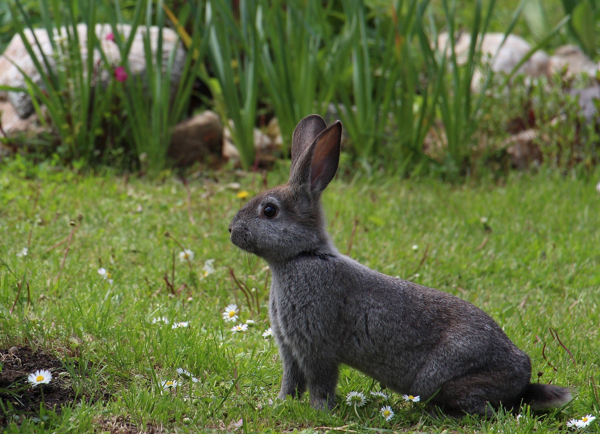 The 6 Best Natural Rabbit Repellent Products: Use A Natural Rabbit ...