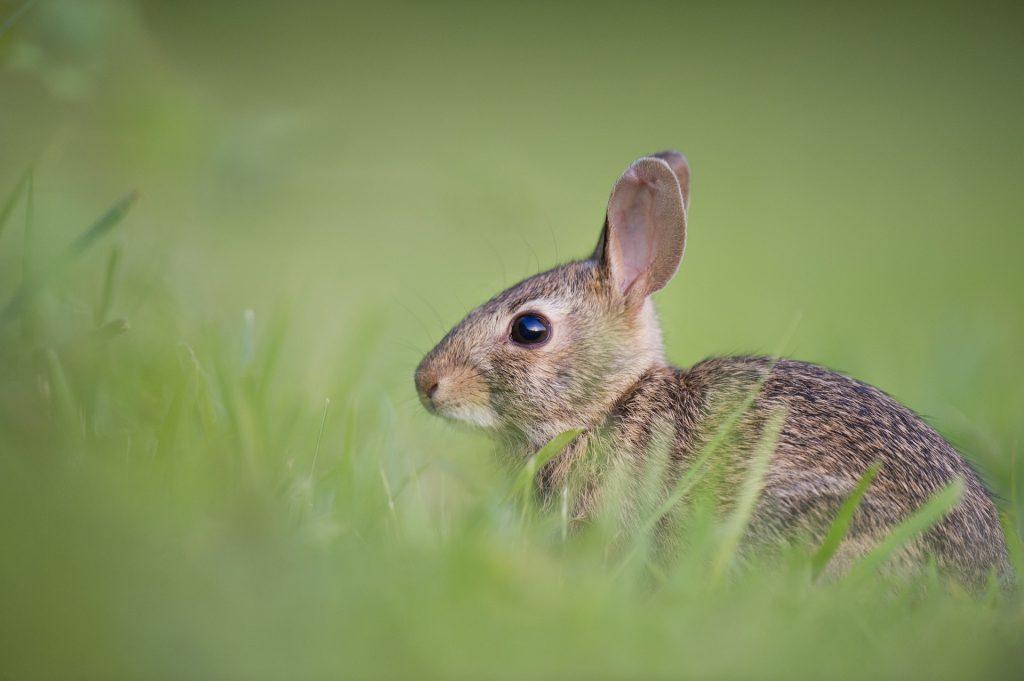 The Best Electronic Rabbit Repellent Devices! | Rabbit Remover
