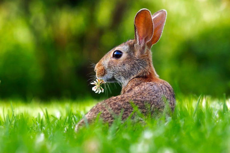 The Best Rabbit Repellent Plants: Check Out These Plants That Repel ...