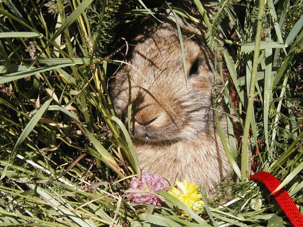 The Best Rabbit Repellent Reviews: Prevent Rabbits from Eating Plants ...